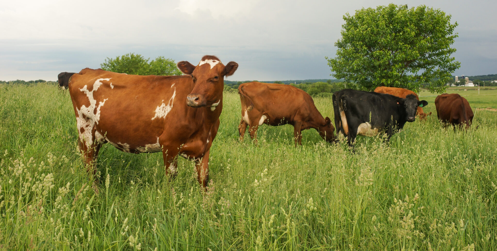 Specialty Cheese - Wisconsin and Switzerland | Emmi Roth