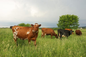 Specialty Cheese - Wisconsin and Switzerland | Emmi Roth